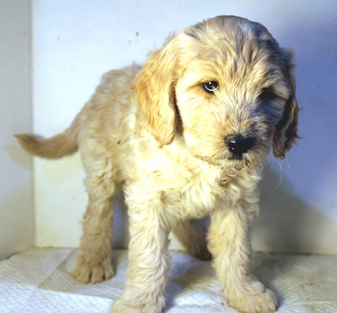 Labradoodle Breeder Los Angeles | Puppies for Sale California ...